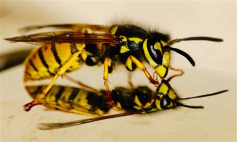 Solutions pour se débarrasser des guêpes naturellement Maison moderne