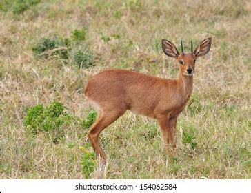 167 Duiker Buck Images Stock Photos Vectors Shutterstock