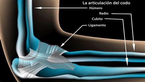 Articulación del codo Mejor con Salud