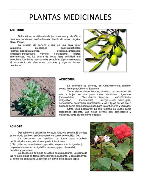Diferentes Plantas Medicinales