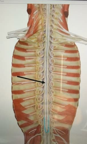 CHAPTER 14 SPINAL CORD Flashcards Quizlet