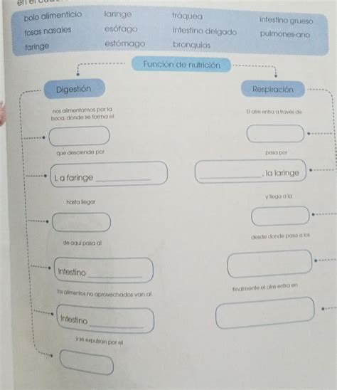Completa el siguiente organizador gráfico con la información presentada