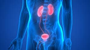UROLOGIE Spécialités chirurgicales Clinique El Moncef