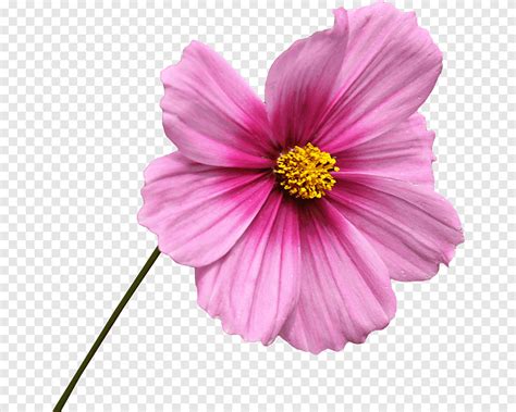 Spring 1 YEAR ON DA Pink Cosmos Flower Isolated On Black Background