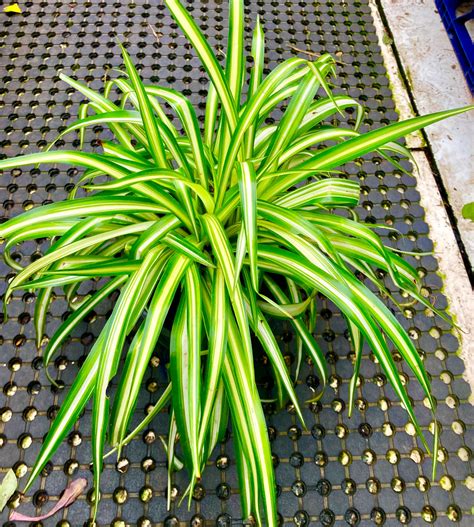 Spider Plant In Sydney NSW Australia Easy Care Indoor Plant For A
