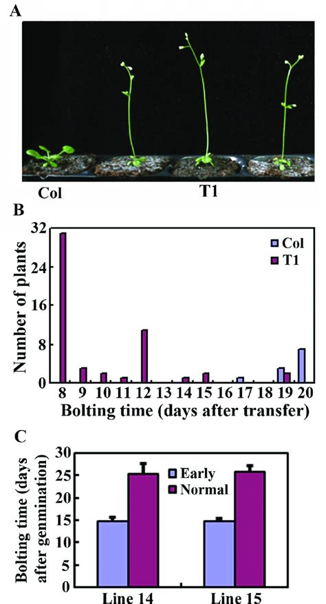 Early Bolting Phenotypes Observed In The T And T Transgenic Plants