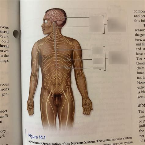 Structural Organization Of The Nervous System Diagram Quizlet
