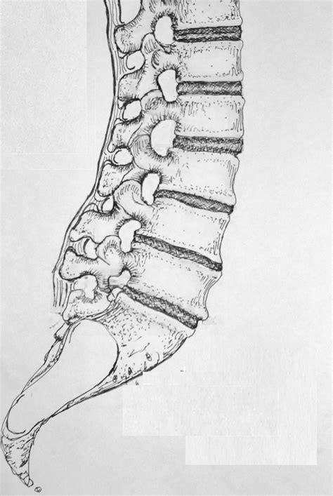 Columna Lumbar Arte De Anatom A Dibujos Pintura Y Dibujo