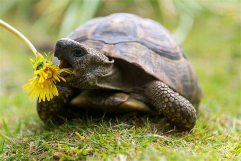 Qu Significa So Ar Con Tortugas