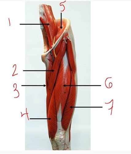 Lower Extremity Flashcards Quizlet
