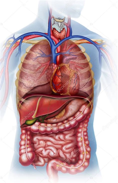 Menselijk Lichaam Organen Anatomie Stockfoto En Meer Beelden Van