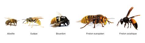 Abeilles guêpes bourdons frelons savoir les reconnaître ASPIVENIN