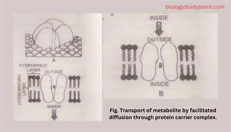 What Is The Difference Between Active And Passive Transport