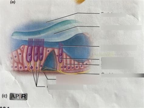 Bio Lab Quiz Diagram Quizlet