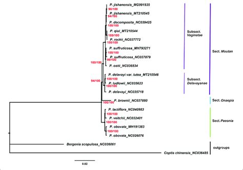 Phylogenetic Trees Constructed Using ML And BI Methods Based On The