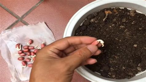 Como Plantar Amendoim Portal Agro Vida