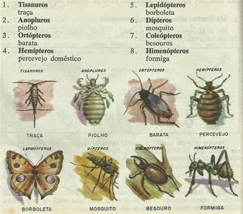 Segundo Ano Biologia Insetos
