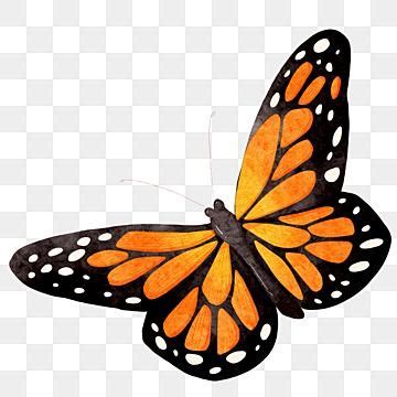 Mariposa Estilo Acuarela Mariposa Monarca PNG Dibujos Acuarela