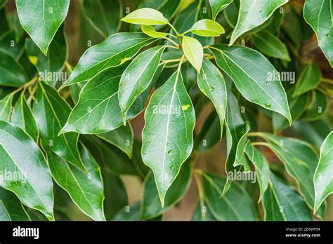 Leaves Of Camphor Tree Cinnamomum Camphora Stock Photo Alamy