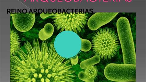 REINO ARQUEOBACTERIAS By Elizabeth Miranda On Prezi