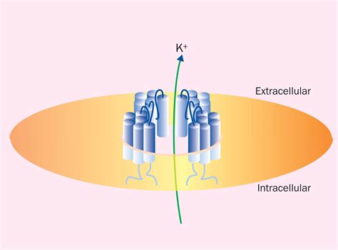 Neurological Disorders Caused By Inherited Ion Channel Mutations The