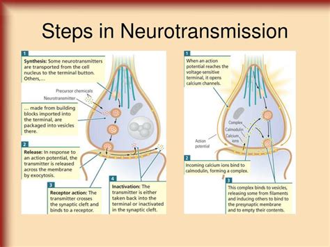 Neurotransmission Steps