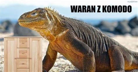 Czo Ten Waran Jeja Pl