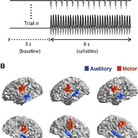 activity in auditory cortices synchronizes to the speech envelope download scientific diagram