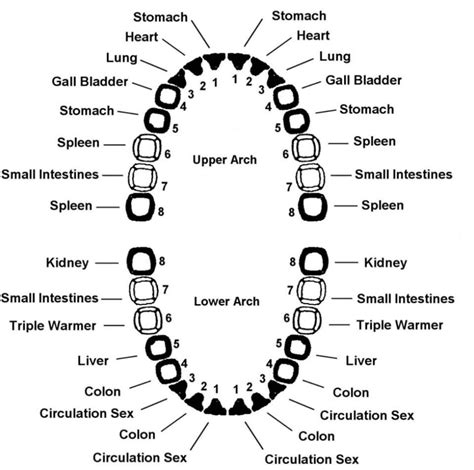 Tooth Meridians Understanding The Mouth Body Connection