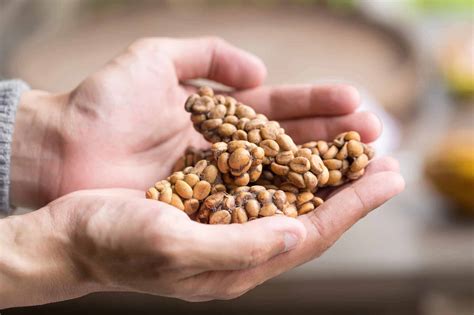 Kopi Luwak Busting The Civet Cat Coffee Myth