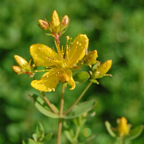 Hypericum Perforatum Prikbladet Perikon VegTech Danmark