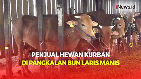 Penjual Hewan Kurban Di Pangkalan Bun Mulai Banjir Pesanan Jelang