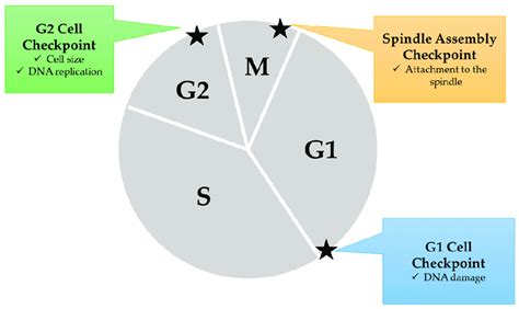 Cell Cycle Checkpoints Graph