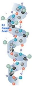 Difference Between Alpha Helix And Beta Pleated Sheet