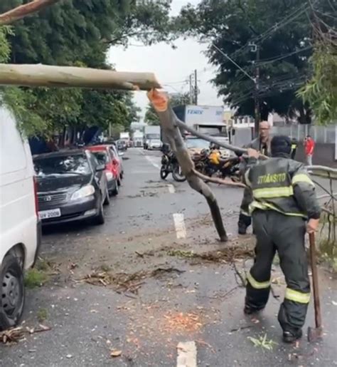 Chuva provoca queda de árvores em Barueri nesta quarta 21