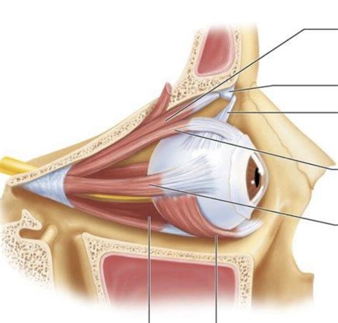 Extrinsic Eye Muscles Diagram Quizlet