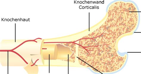 3 Aufbau Des Knochens Diagram Quizlet