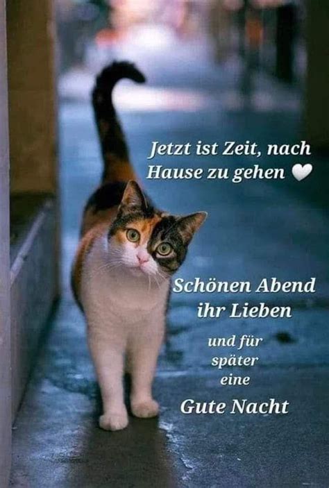 Pin Von Heike Wahrn Auf Gute Nacht Katzen Gute Nacht Gute Nacht
