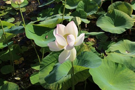 Bloem Roze Gratis Foto Op Pixabay Pixabay