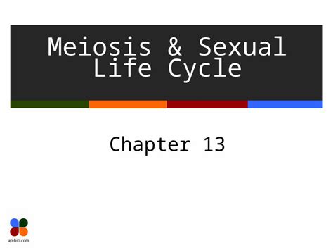 PPTX Meiosis Sexual Life Cycle Chapter 13 Slide 2 Of 27