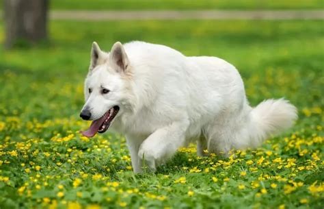 Gerberian Shepsky White German Shepherd Husky Mix Information