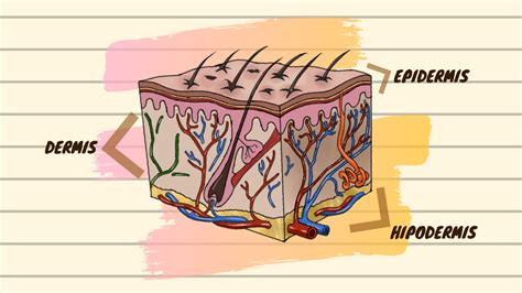 Qué es el sistema tegumentario humano Estructuras y funciones Ondas
