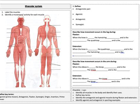 OCR GCSE PE Paper 1 Muscular System Teaching Resources