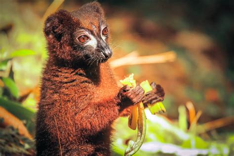 ANIMALES EXÓTICOS Significado Características Clasificación Y Ejemplos