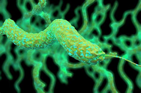 Campylobacter Jejuni Bacteria 1 By Ella Maru Studio Science Photo