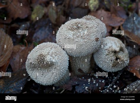 Common Puffball Lycoperdon Perlatum Stock Photo Alamy