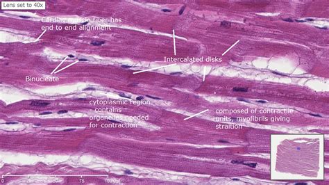 Cardiac Muscle Histology