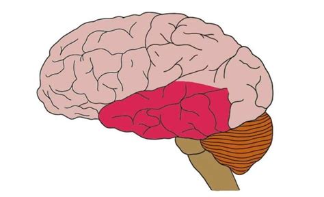 Lóbulo temporal anatomia surcos circunvoluciones Irrigación
