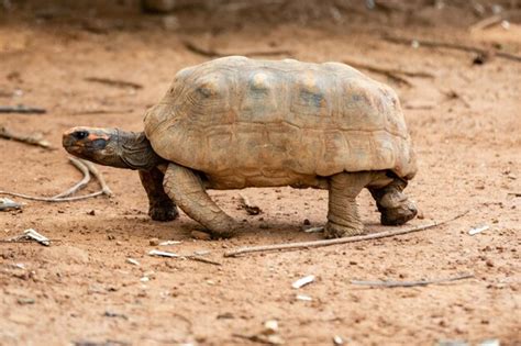Una Tortuga Camina Por Un Camino De Tierra Foto Premium