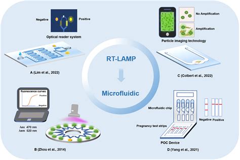 frontiers a loop mediated isothermal amplification enabled analytical assay for the detection